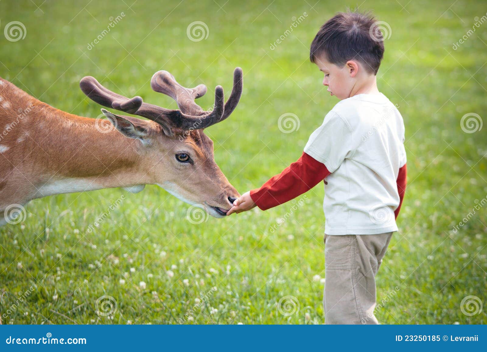 Feeding deer stock image. Image of feed, animal, male - 23250185