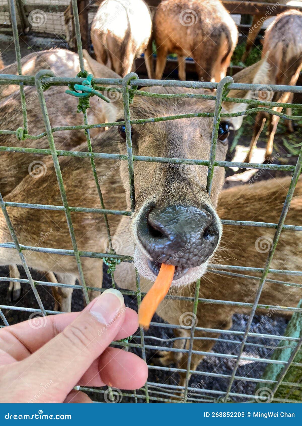Feeding Deer at Zoo stock image. Image of animal, mammal - 268852203