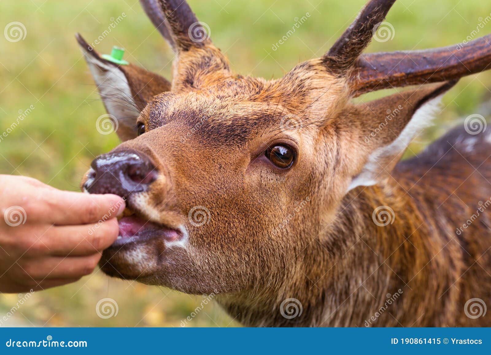 Feeding Deer. the Buck of a Deer Eats from the Hands of a Person Stock ...
