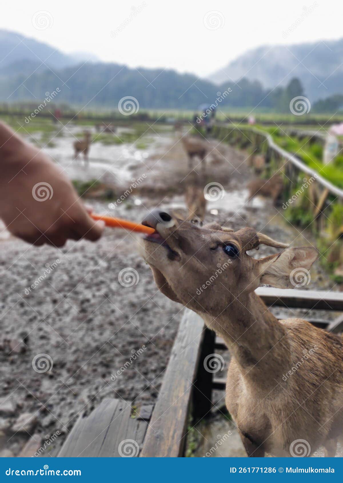 Feeding Deer a Carrot in Ciwidey Bandung Stock Photo - Image of bandung ...