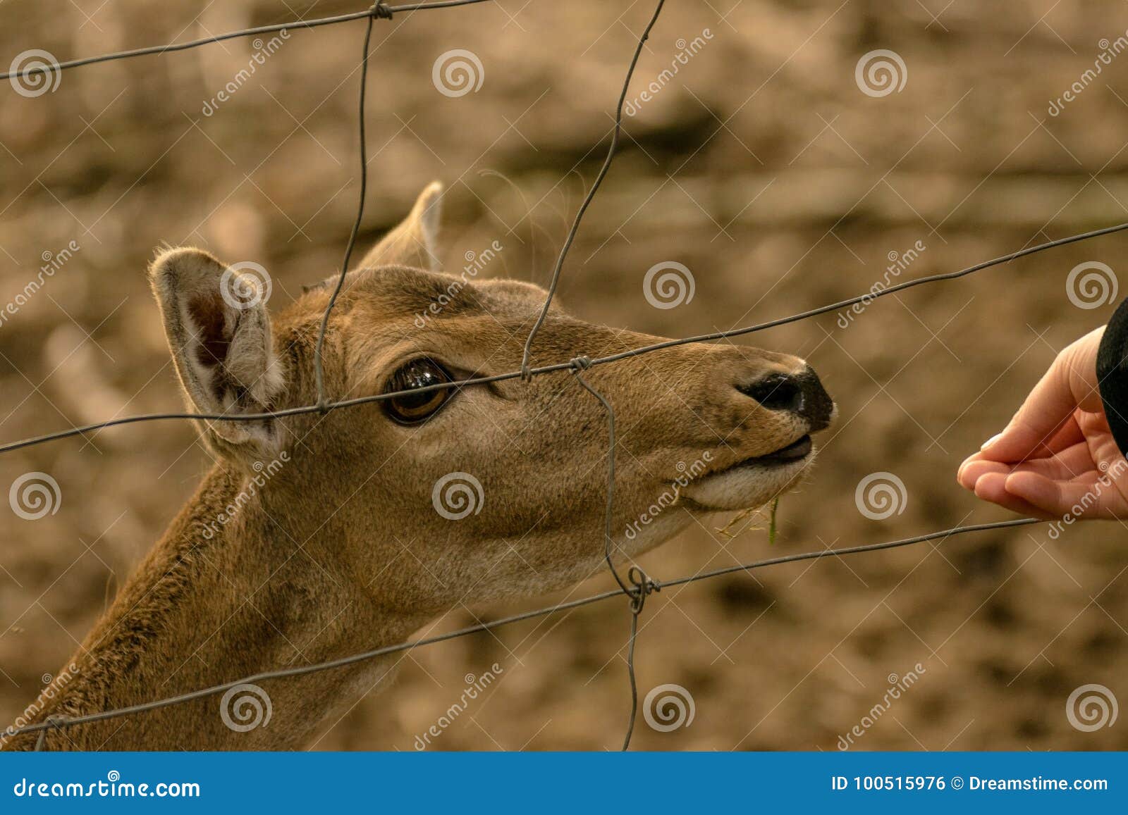 Feeding a deer with a hand stock photo. Image of pink - 100515976