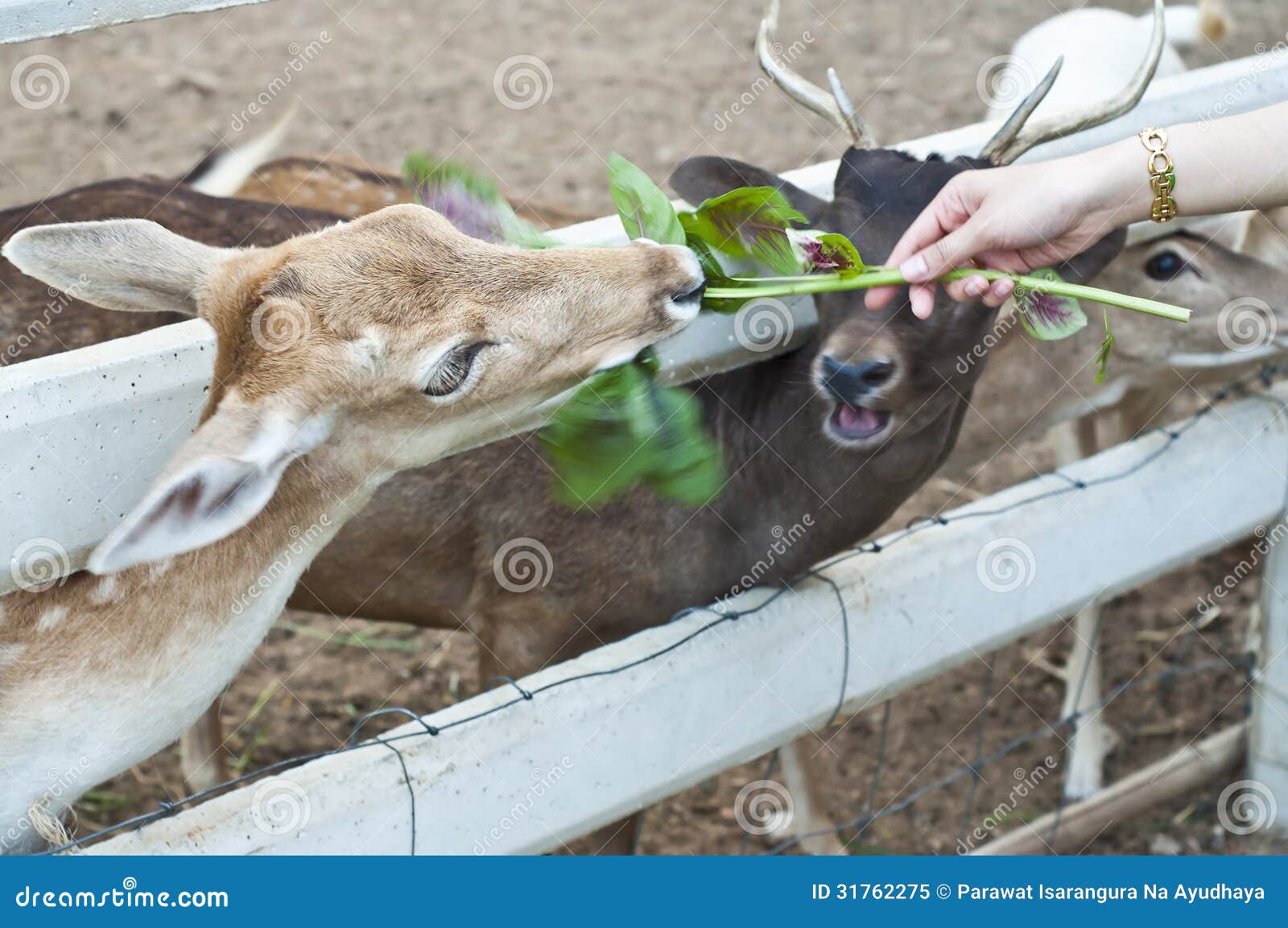 Feeding deer. stock image. Image of fence, vegetable - 31762275