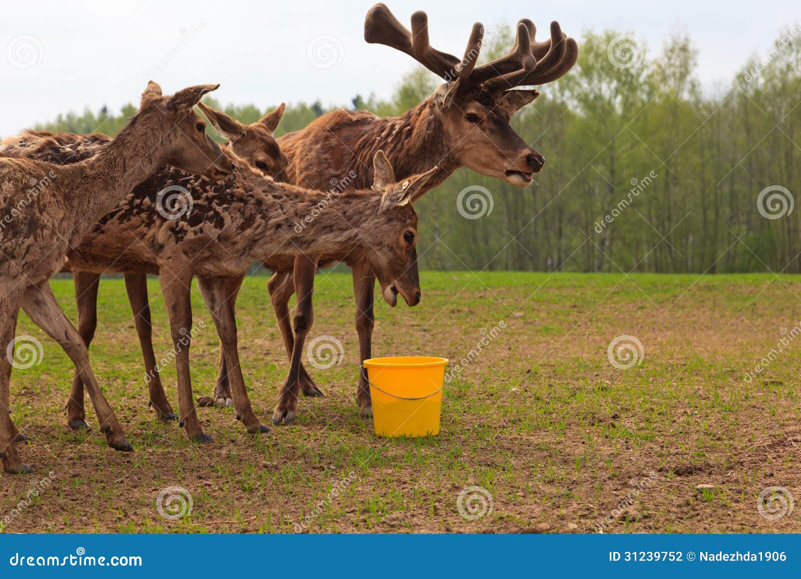 Feeding deers in nature stock photo. Image of power, look - 31239752