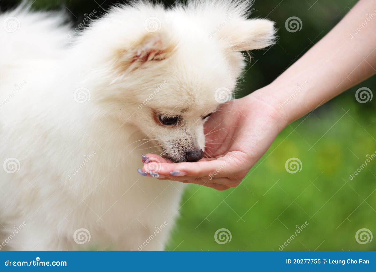 Feeding dog stock image. Image of pretty, lovely, healthy - 20277755