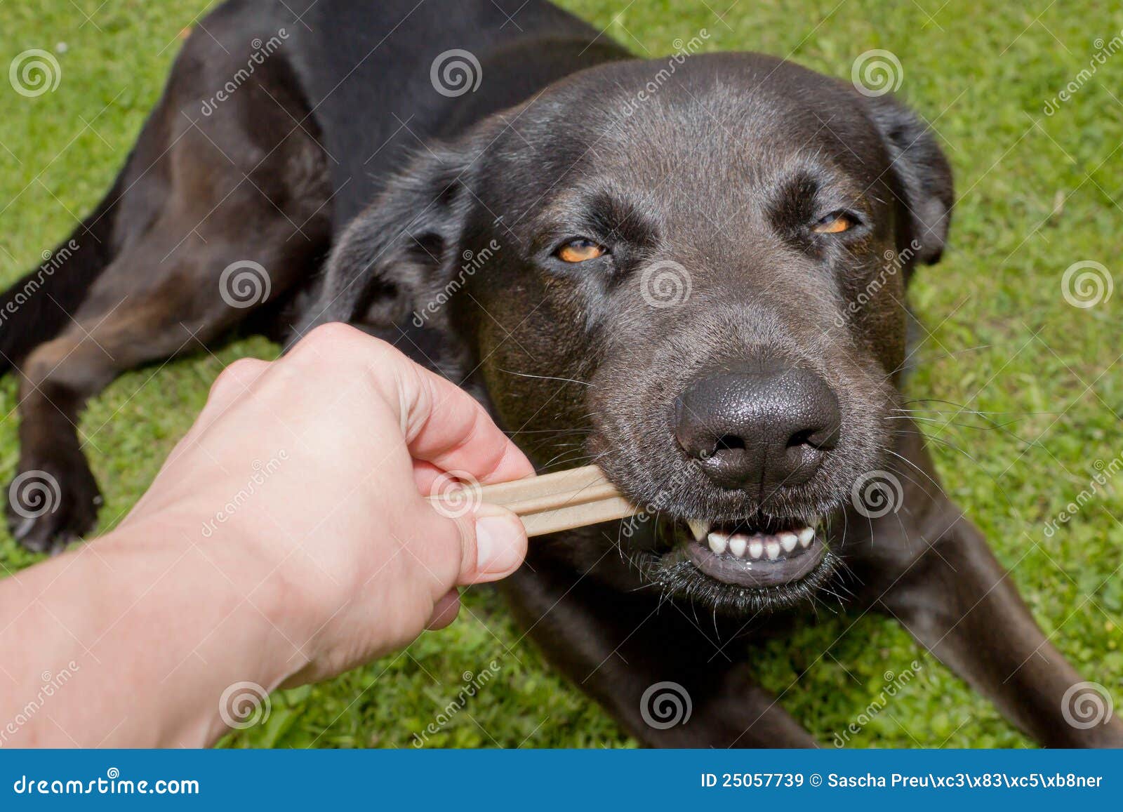 Feeding of a dog stock image. Image of give, motivation - 25057739