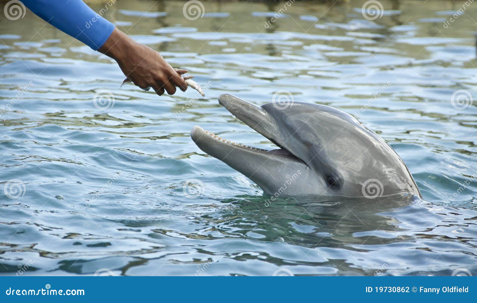 Feeding Dolphin Stock Photography - Image: 19730862