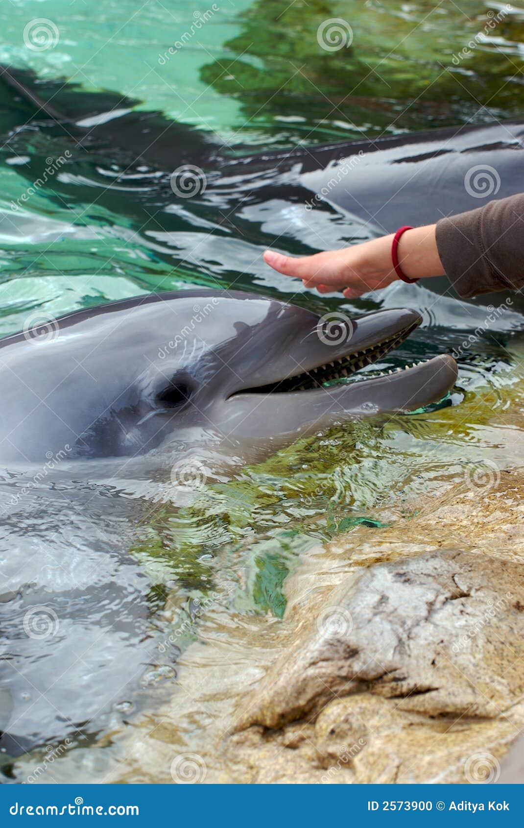 Feeding dolphin stock photo. Image of mammal, nature, animal - 2573900