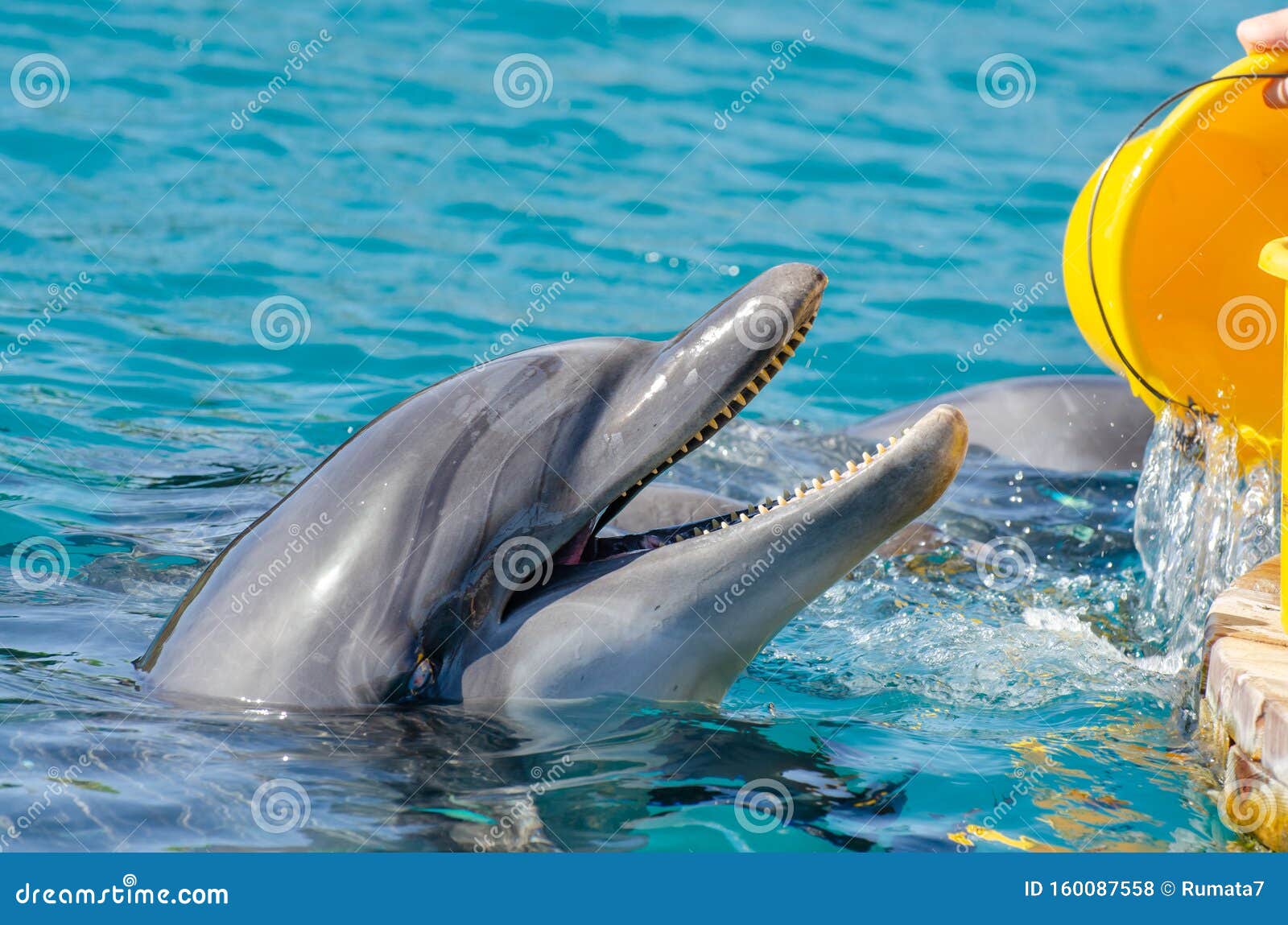 Feeding the Dolphins at the Dolphin Reef in Eilat Stock Photo - Image ...