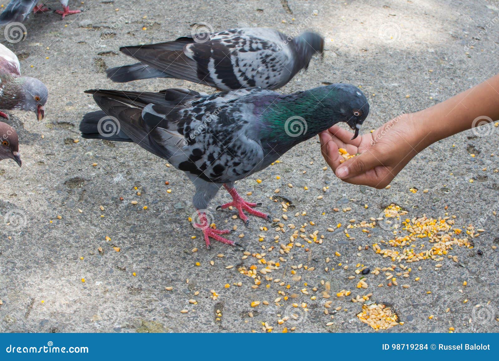 Feeding dove stock photo. Image of feeding, dove, doves - 98719284
