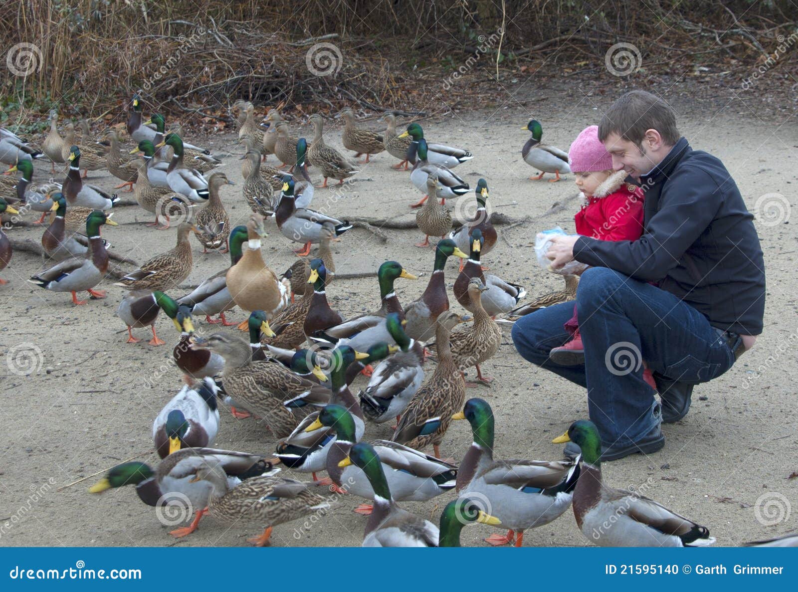 Feeding the ducks stock photo. Image of girl, birds, child - 21595140