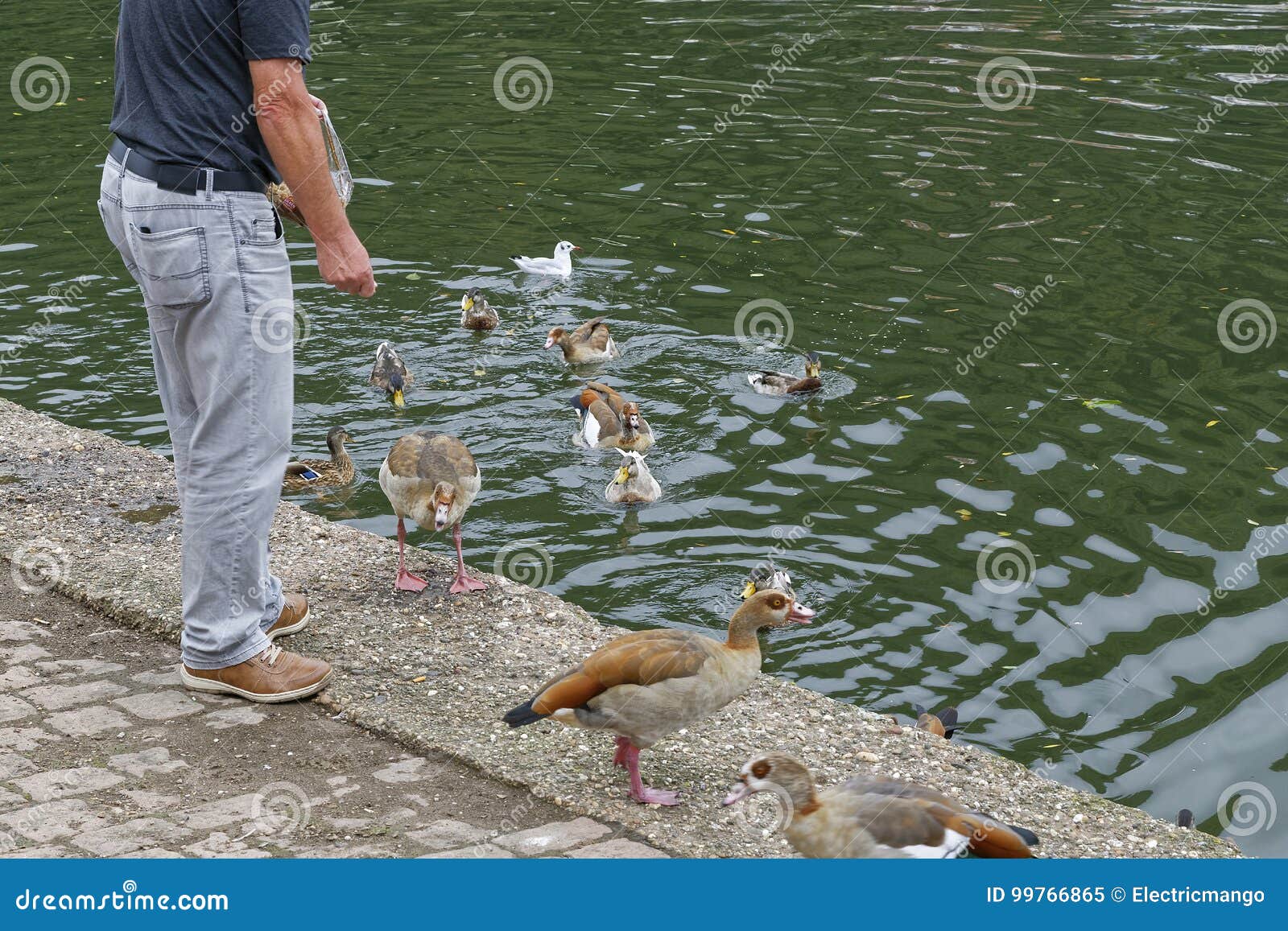 Feeding ducks stock image. Image of bird, wings, neckar - 99766865
