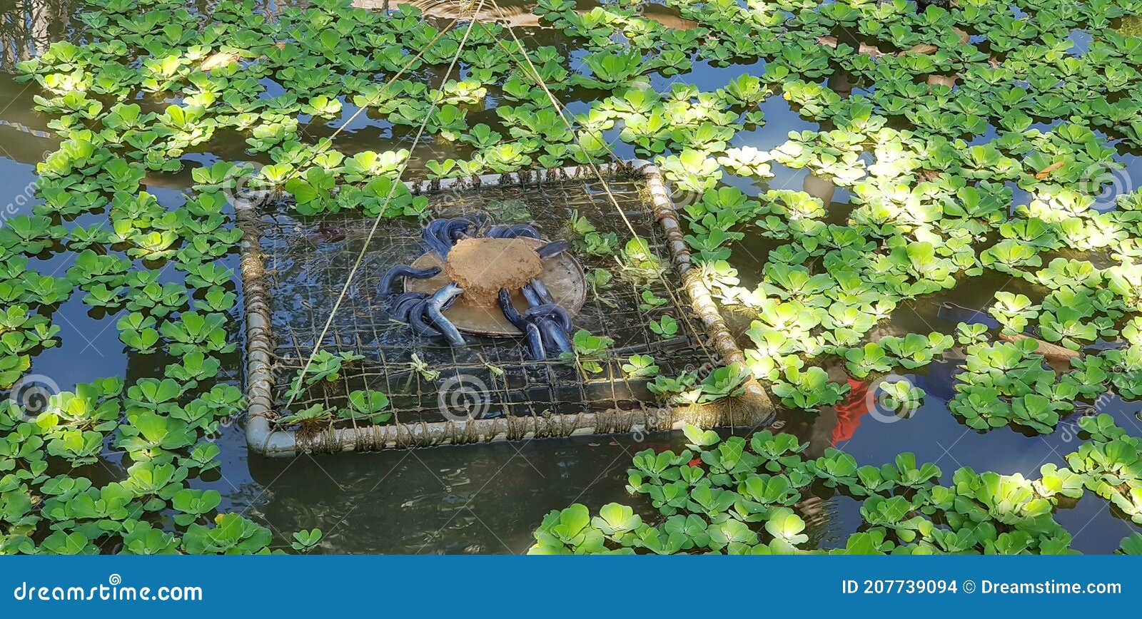Feeding Eel Plant Stock Photos - Free & Royalty-Free Stock Photos from ...