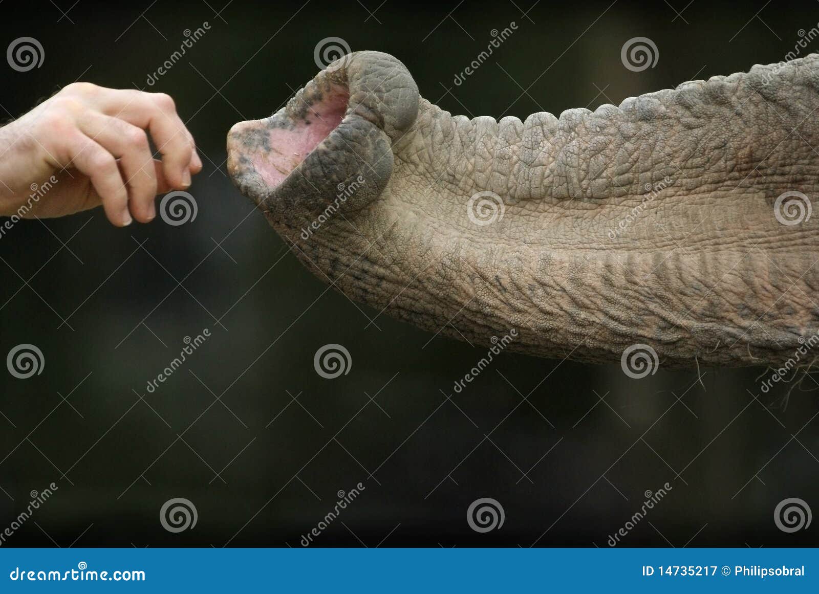 Feeding the Elephant stock image. Image of feeding, bond - 14735217