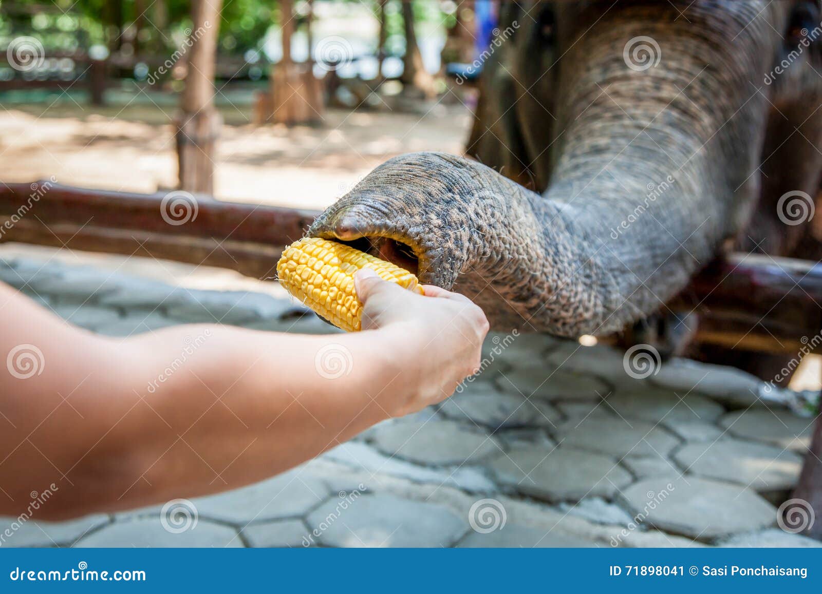 Feeding elephant with corn stock image. Image of animal - 71898041