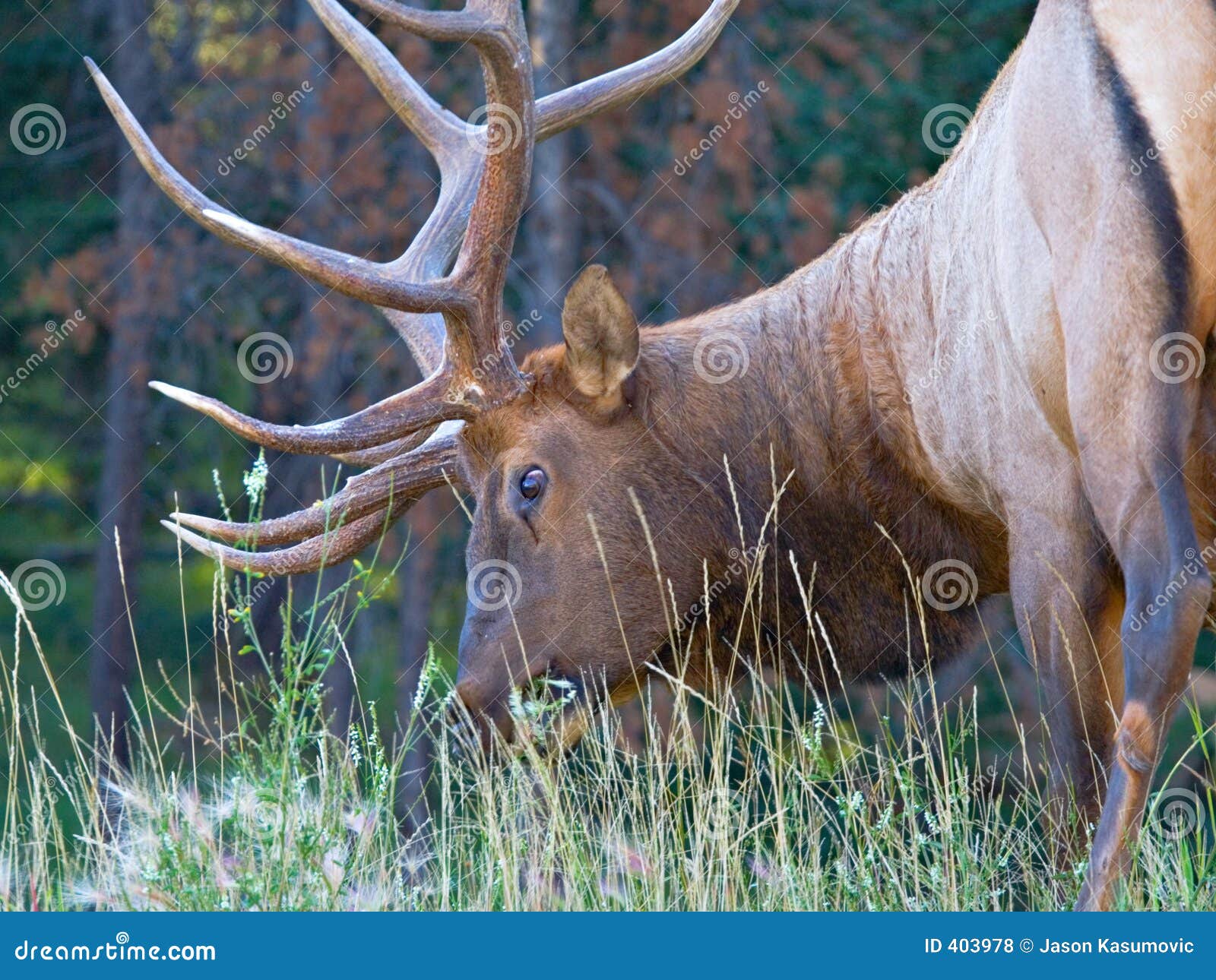 Feeding Elk stock photo. Image of wildlife, animal, male - 403978