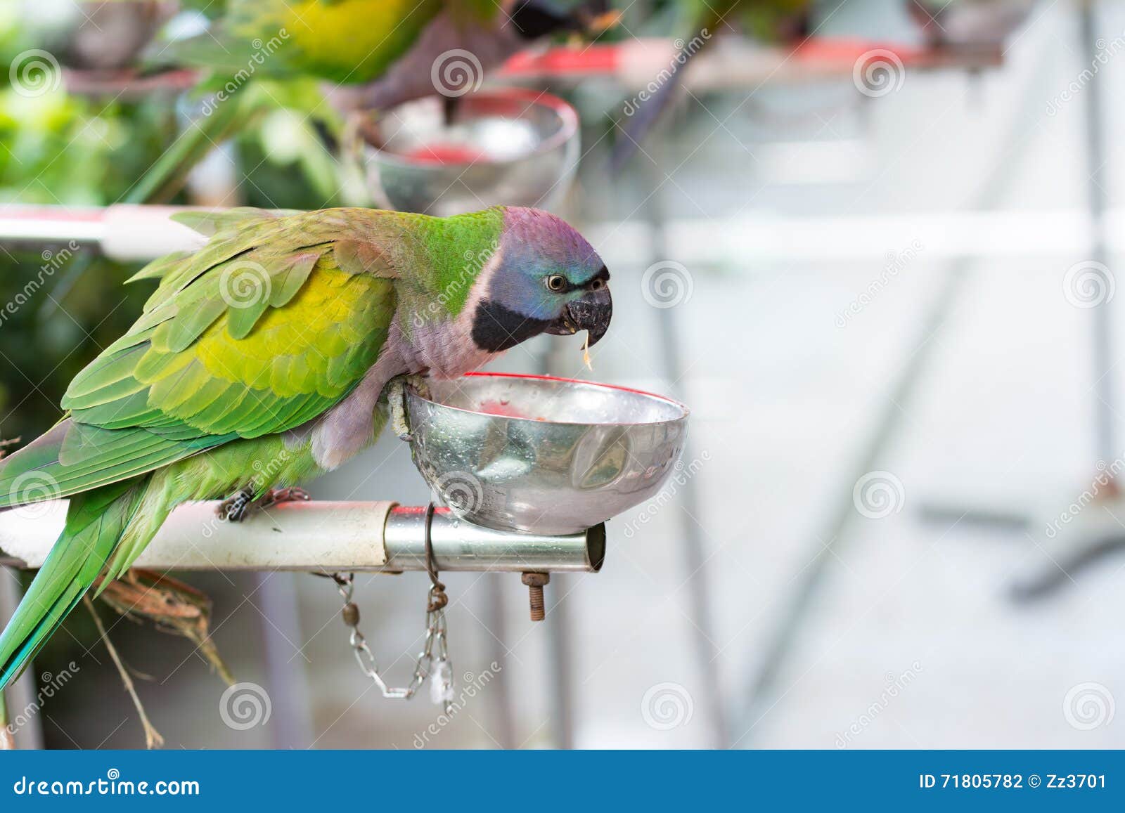 Feeding a Female Derbyan Parakeet Parrot Stock Photo - Image of couple ...