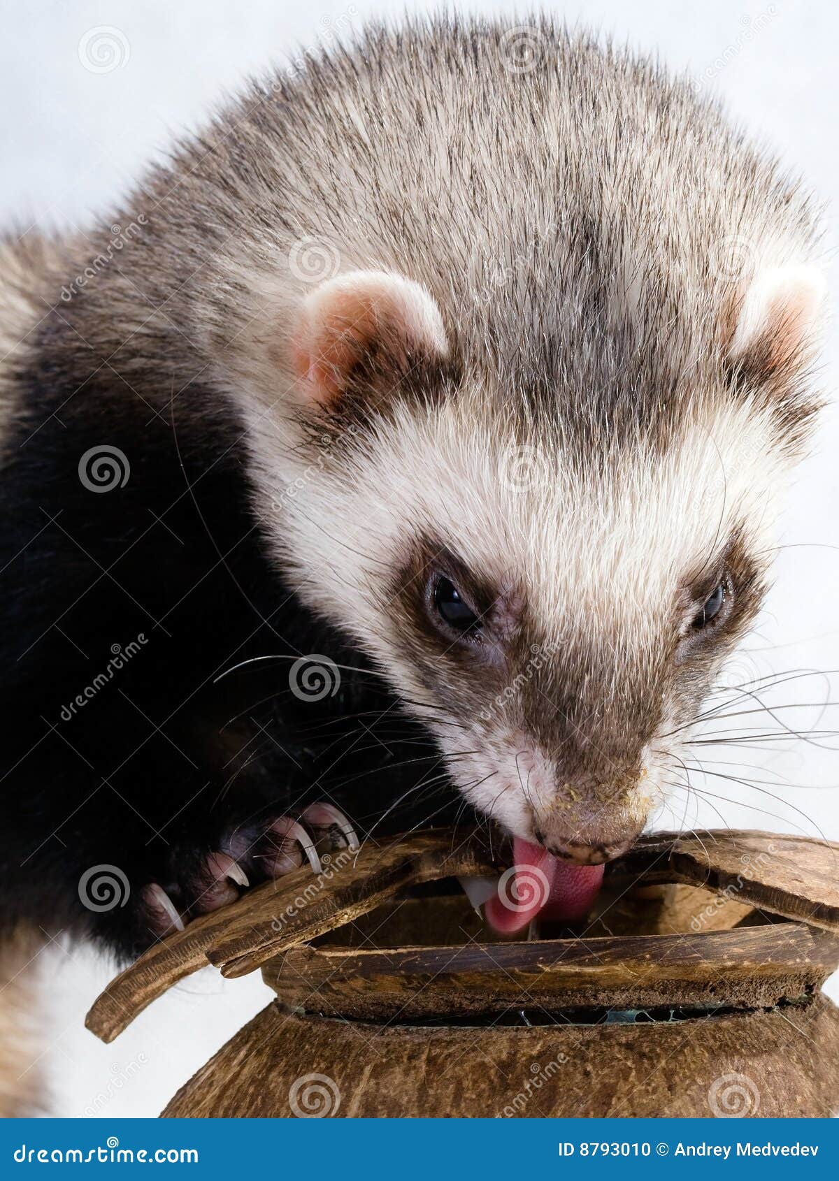 Feeding ferret stock photo. Image of whiskers, mammal - 8793010
