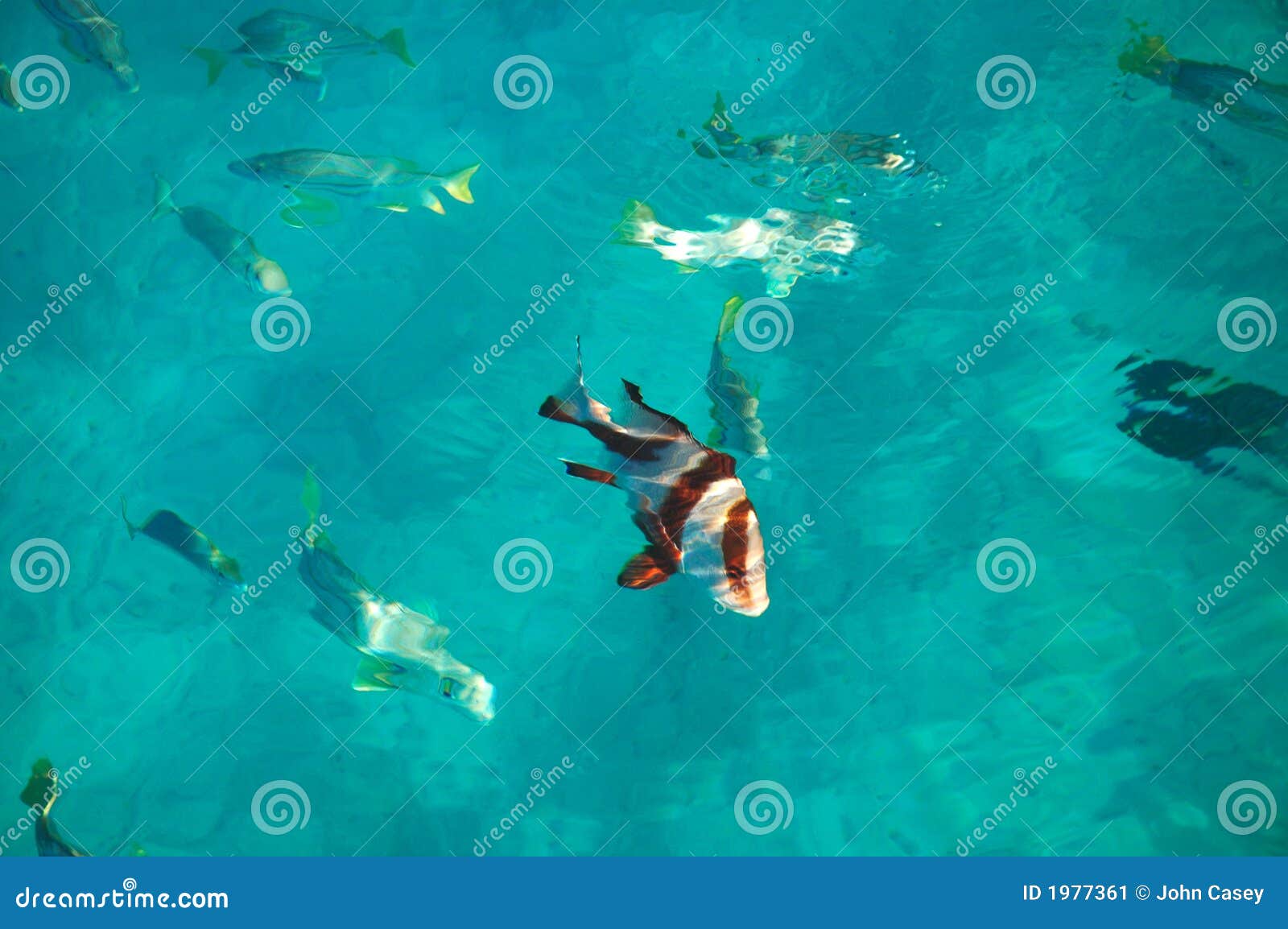 Feeding The Fish Picture. Image: 1977361