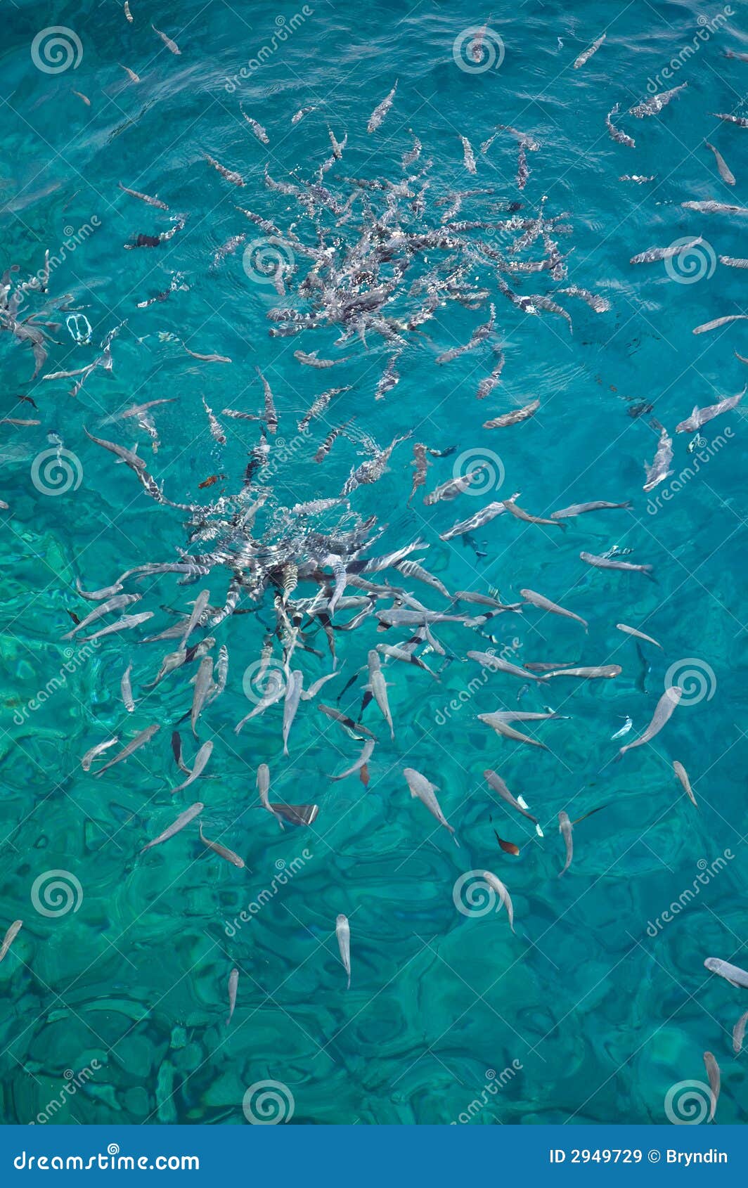 Fish Eating Lure Underwater Stock Photos - Free & Royalty-Free Stock ...