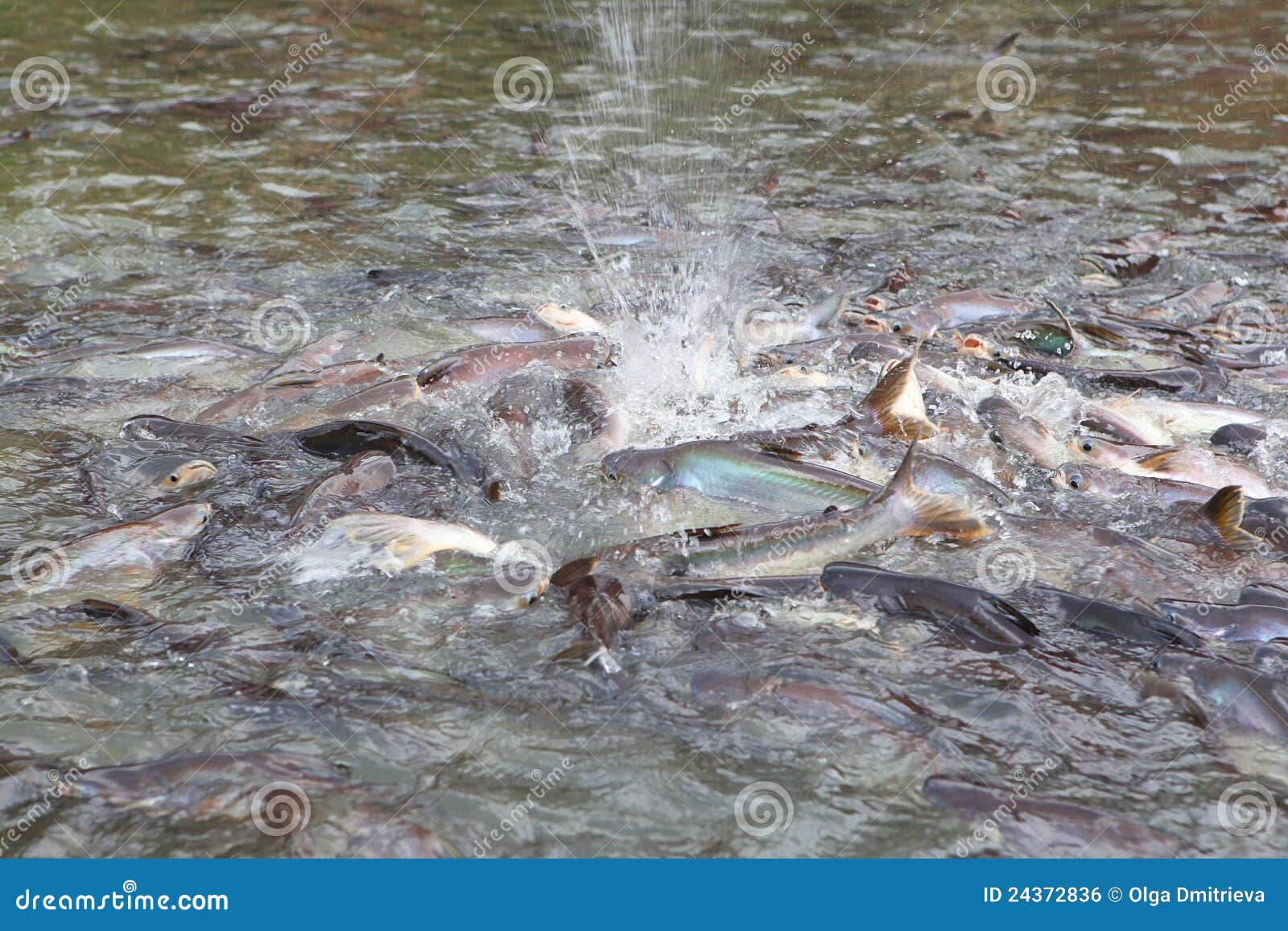 Man Feeding Fish With Slingshot, Panorama Royalty-Free Stock ...