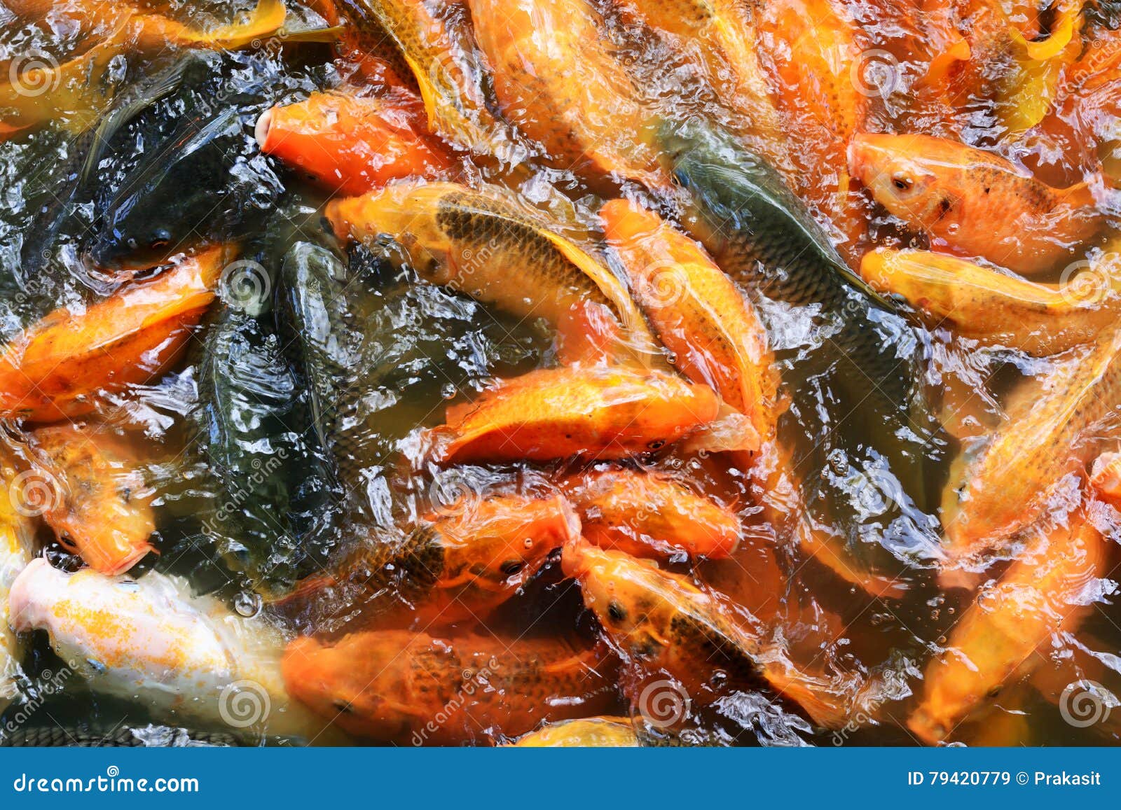 Feeding fish carp stock image. Image of gold, nature - 79420779