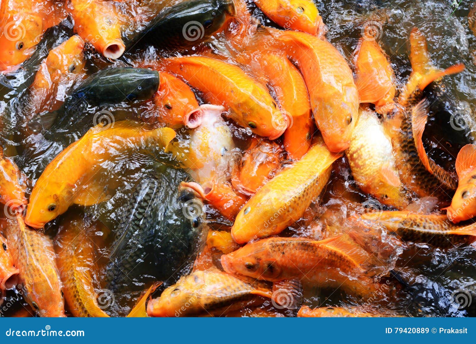 Feeding fish carp stock image. Image of asia, food, gardening - 79420889