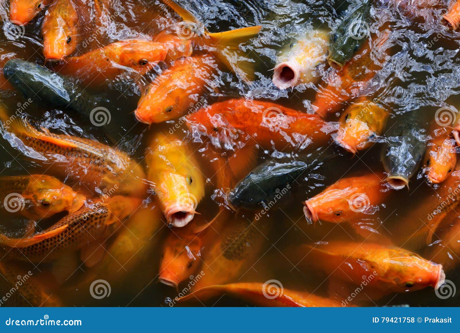 Feeding fish carp stock photo. Image of carp, fish, beautiful - 79421758