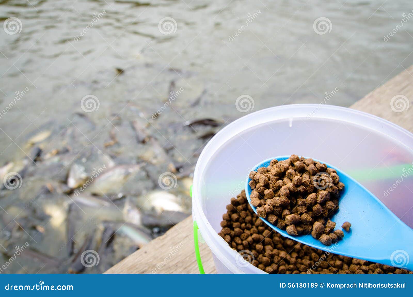 Feeding fish stock image. Image of feeding, food, animal - 56180189