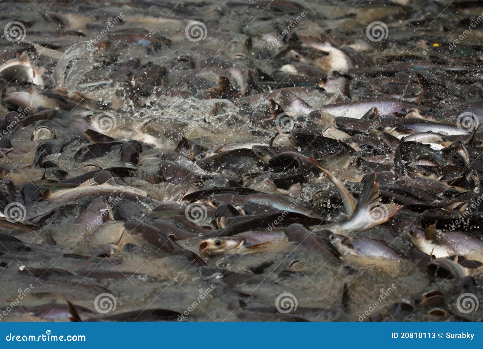 Feeding fish in farm stock image. Image of feeding, food - 20810113
