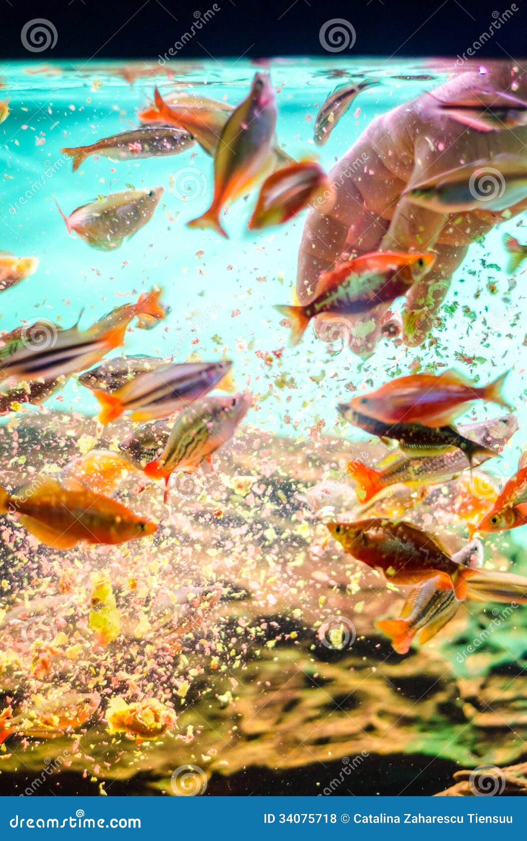 Man Feeding Fish With Slingshot, Panorama Royalty-Free Stock ...