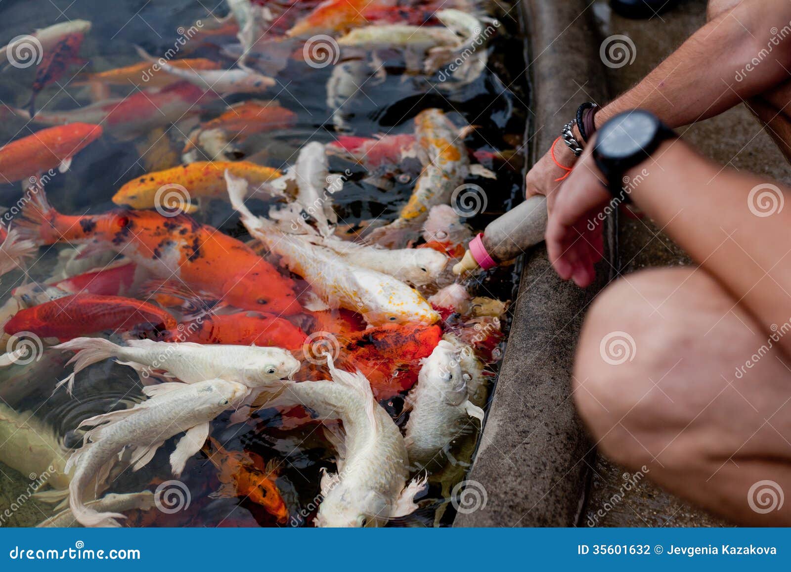 Feeding fish stock photo. Image of gold, bottle, nature - 35601632
