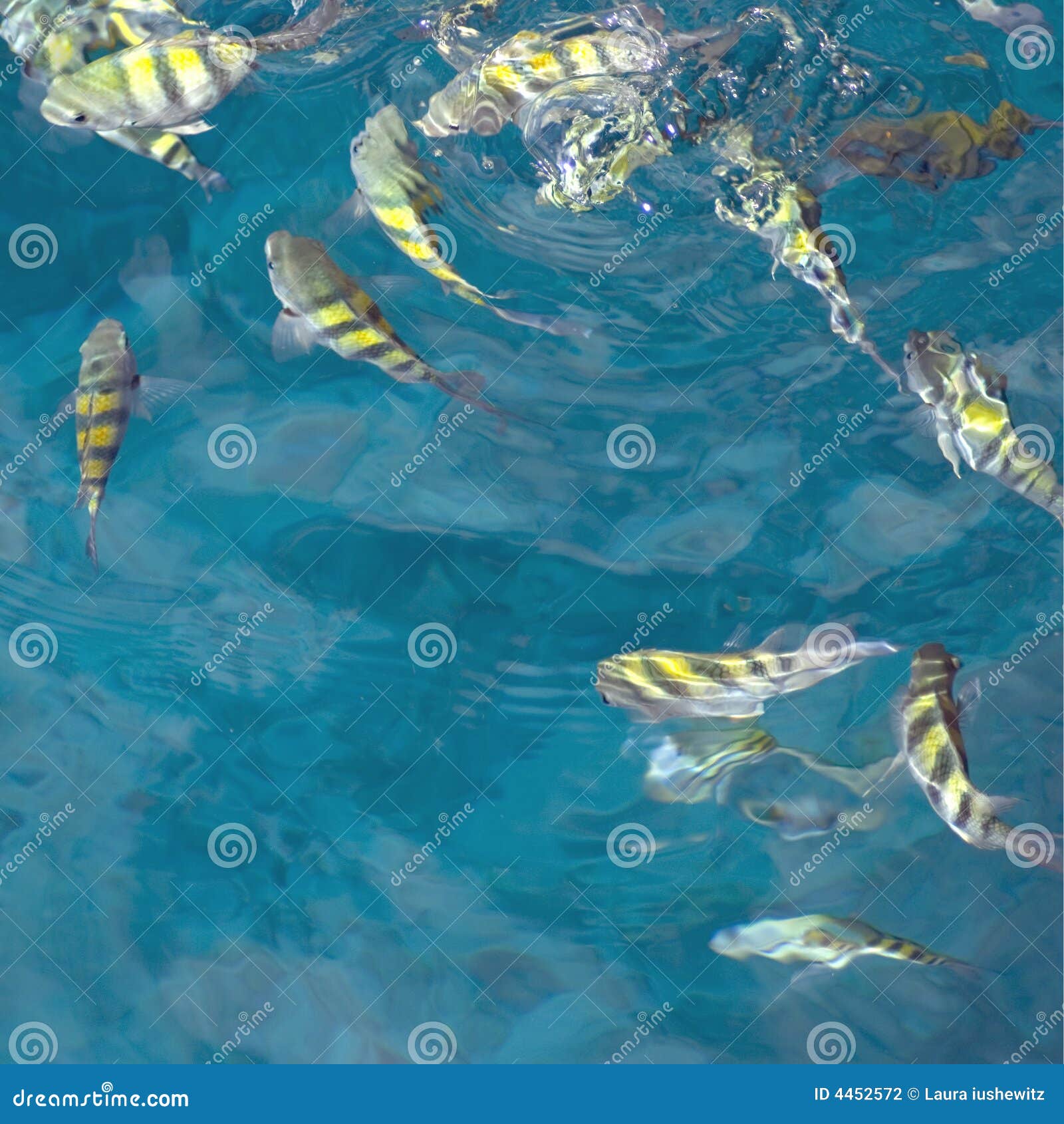 Feeding fish square stock photo. Image of blue, cyan, afternoon - 4452572