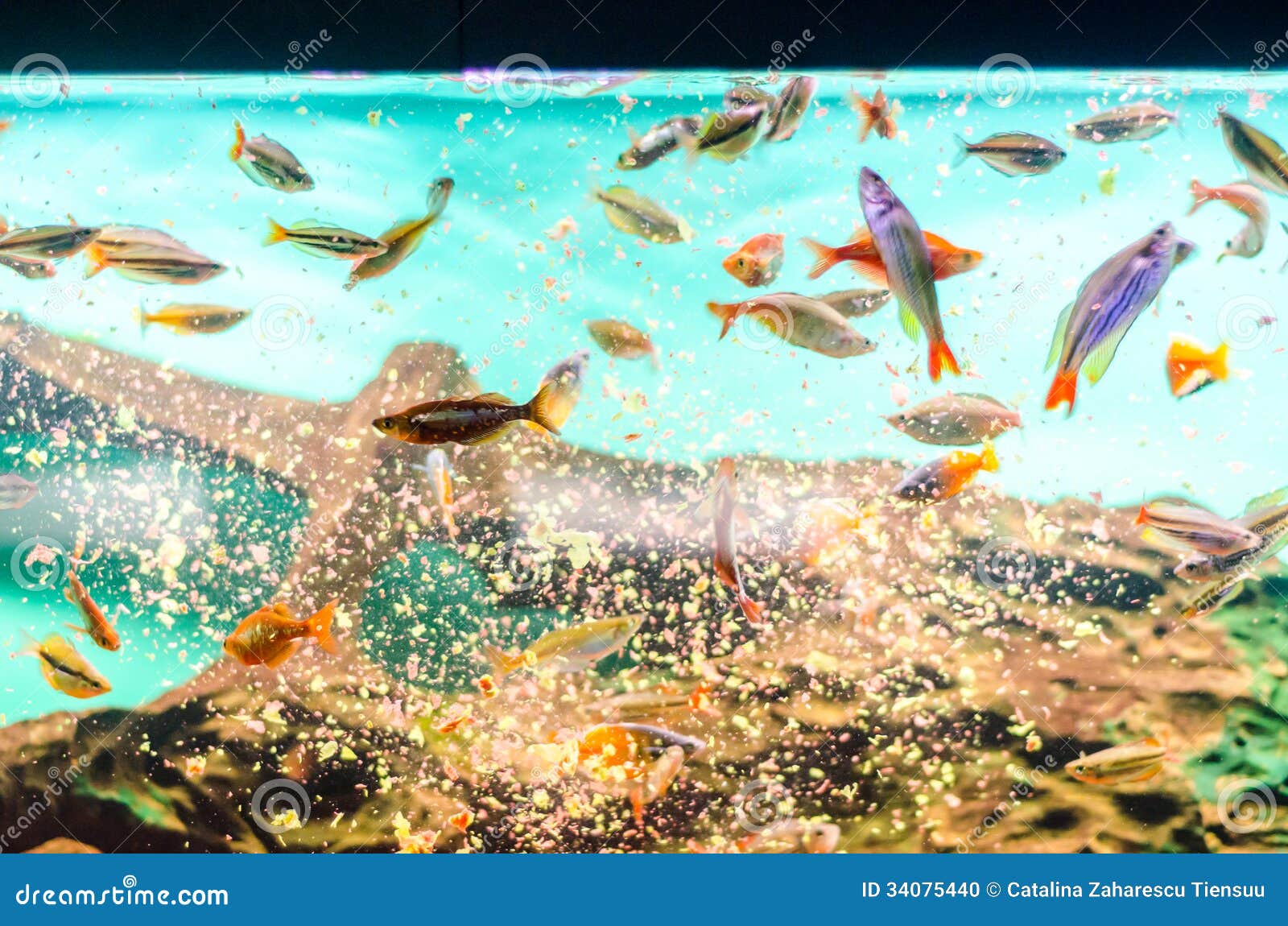 Feeding fish stock photo. Image of food, nutrition, feeding - 34075440