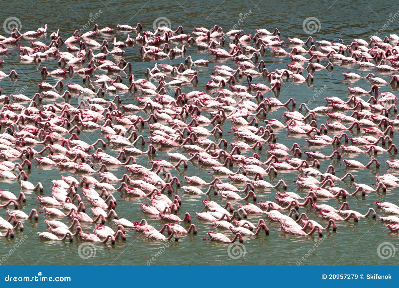Feeding flamingo pack stock image. Image of zoology, serengeti - 20957279