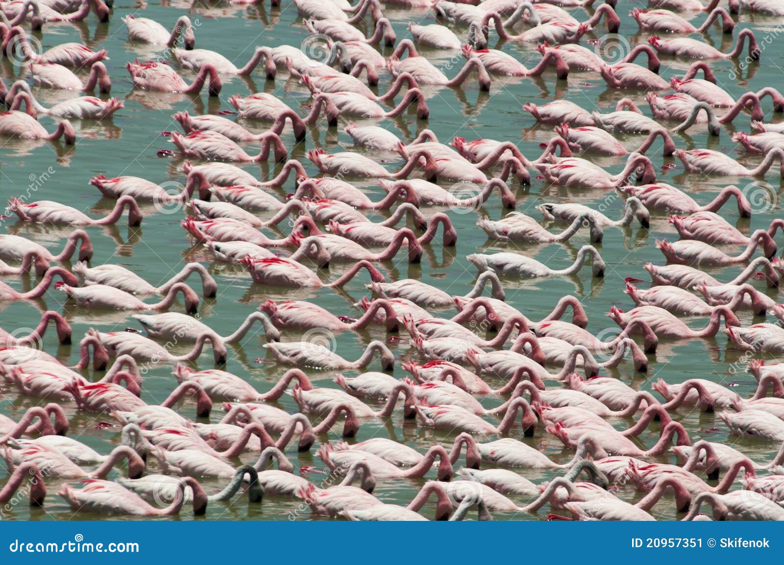 Feeding flamingo pack stock image. Image of bird, manyara - 20957351