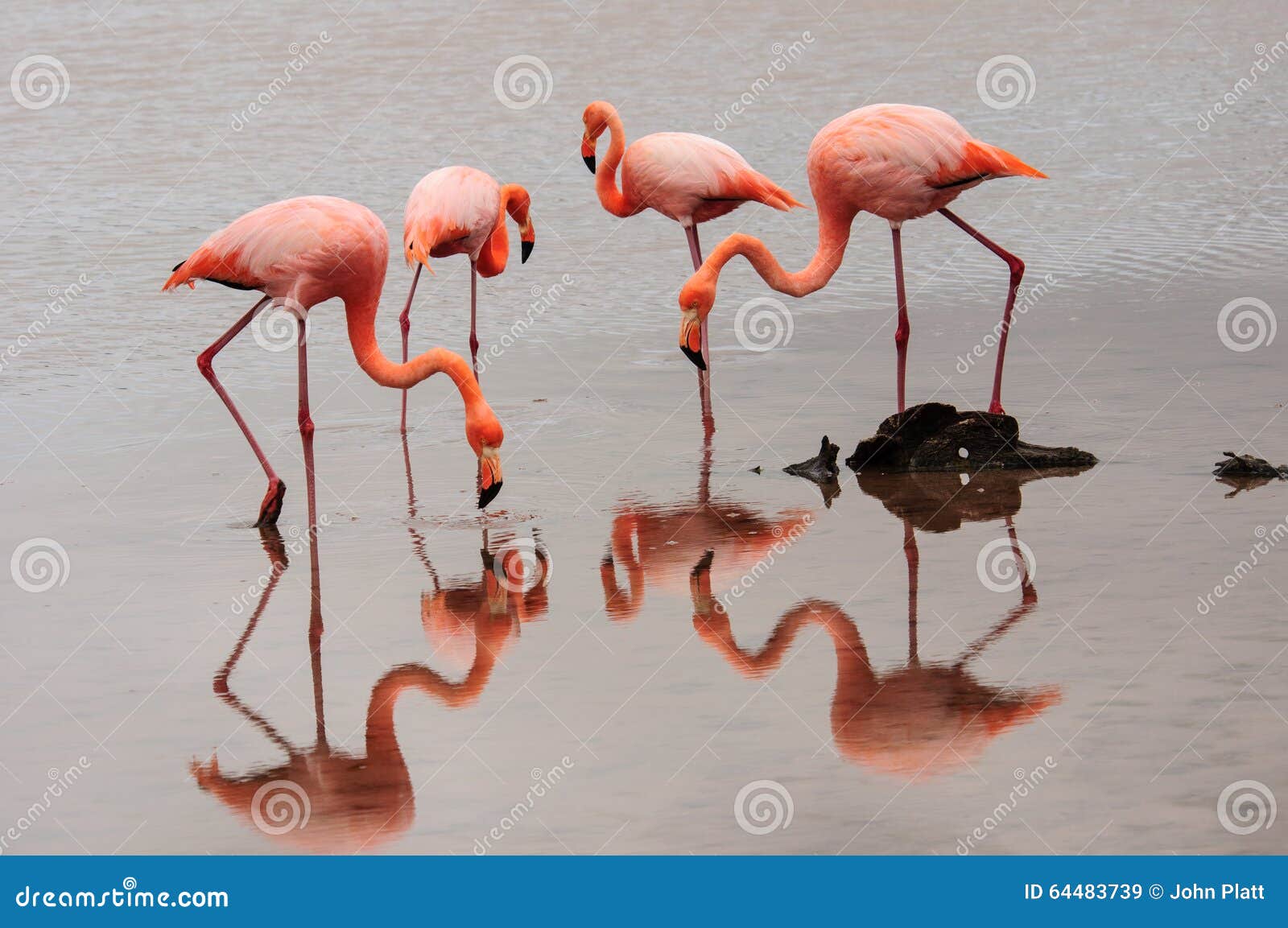 Feeding Flamingos stock image. Image of wildlife, flamingos - 64483739