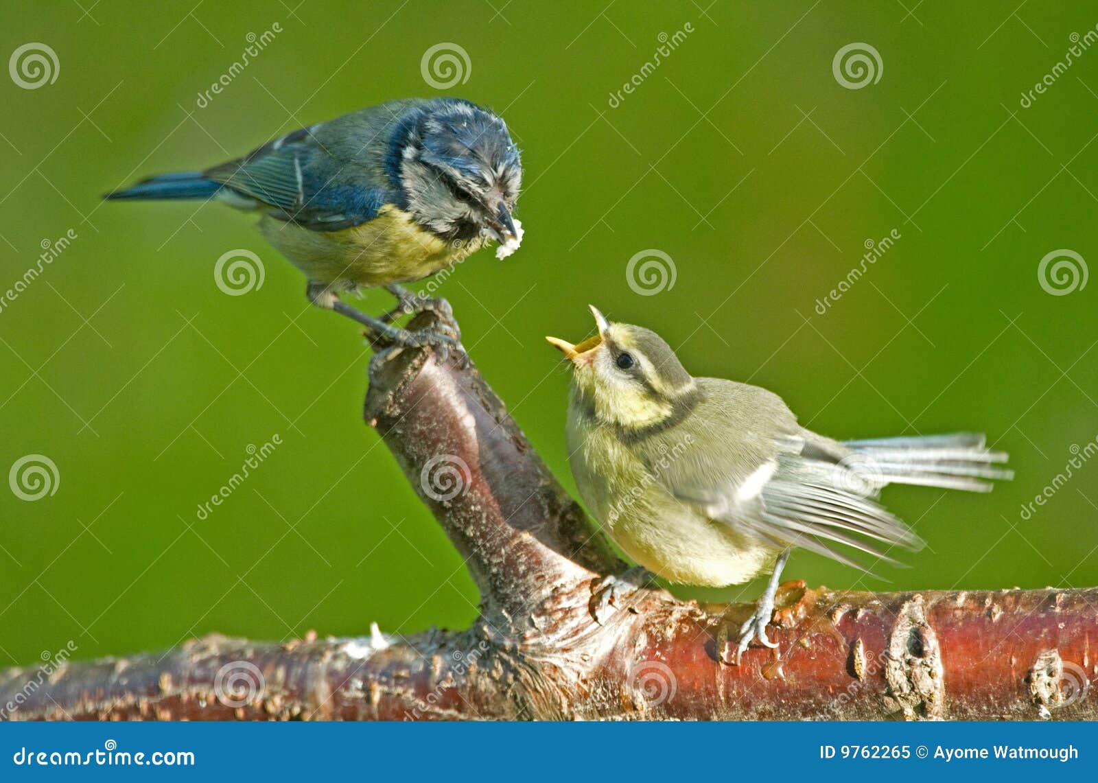 Feeding a Fledgling Blue Tit. Stock Image - Image of stump, branch: 9762265