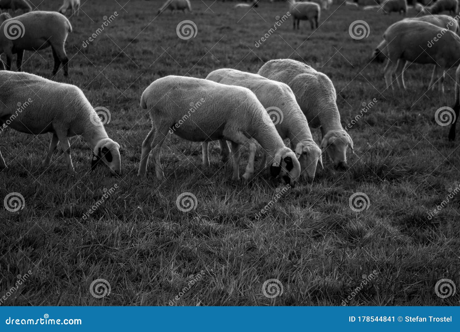 Feeding Flock of Sheep on the Pasture at Dusk Stock Image - Image of ...