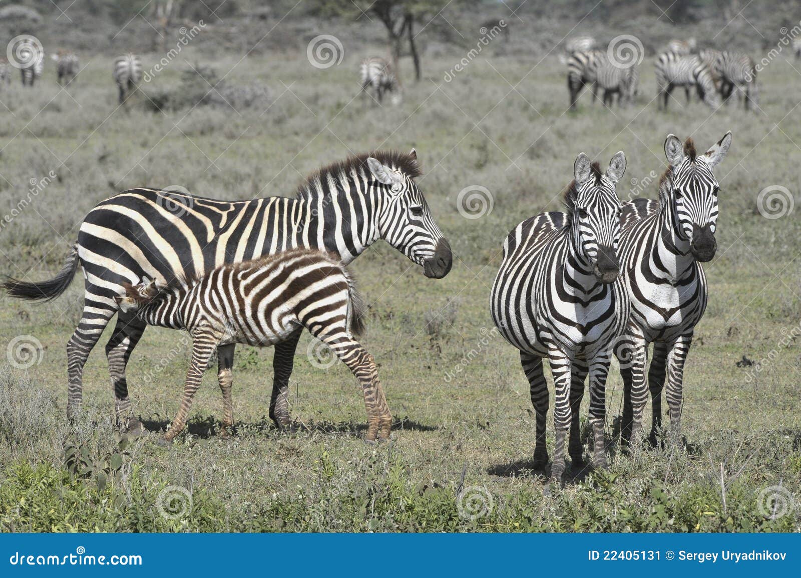 Feeding of a Foal of a Zebra. Stock Image - Image of maternity, pattern ...