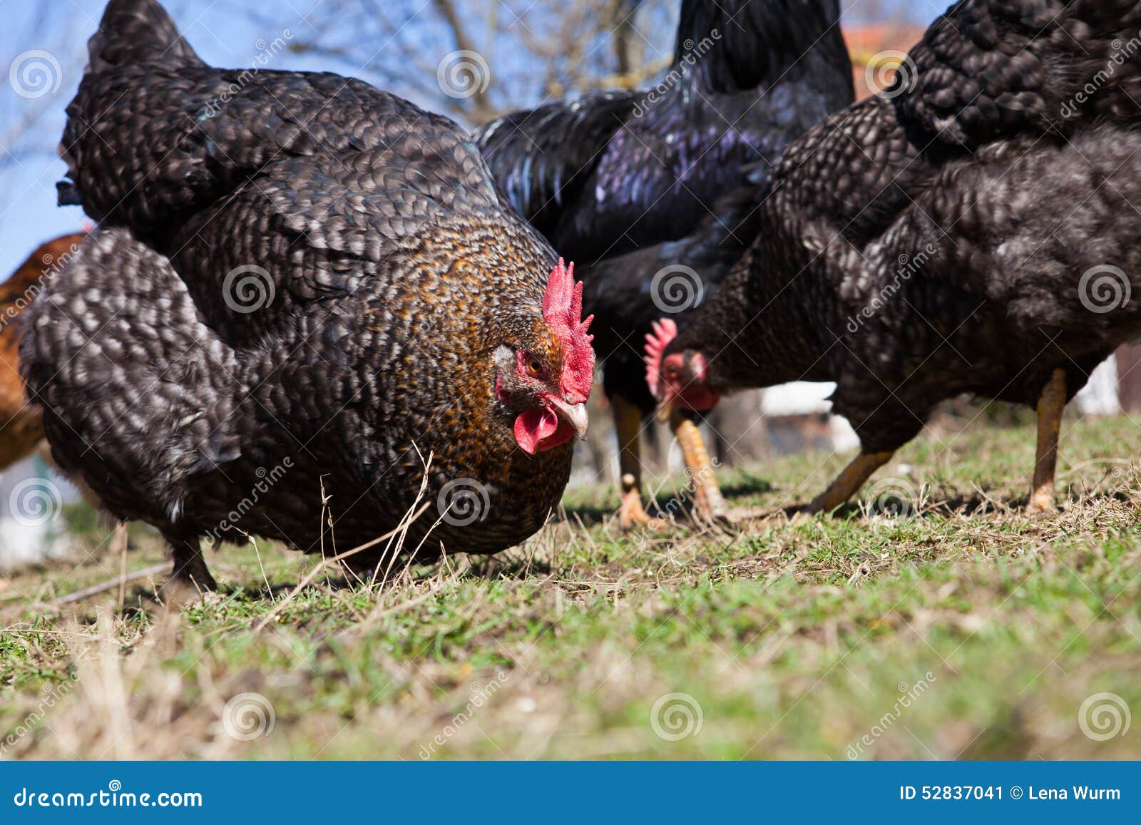 Feeding the Freerange Chickens Stock Image - Image of farm, barnyard ...