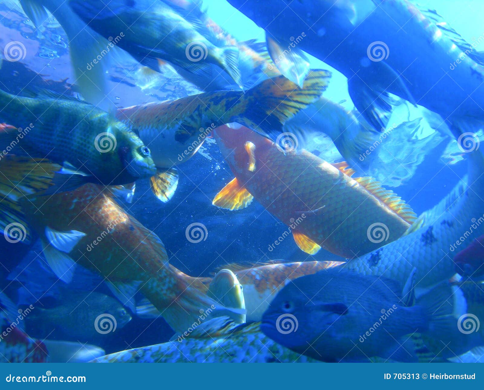 Feeding Frenzy stock image. Image of fish, peaceful, bream - 705313