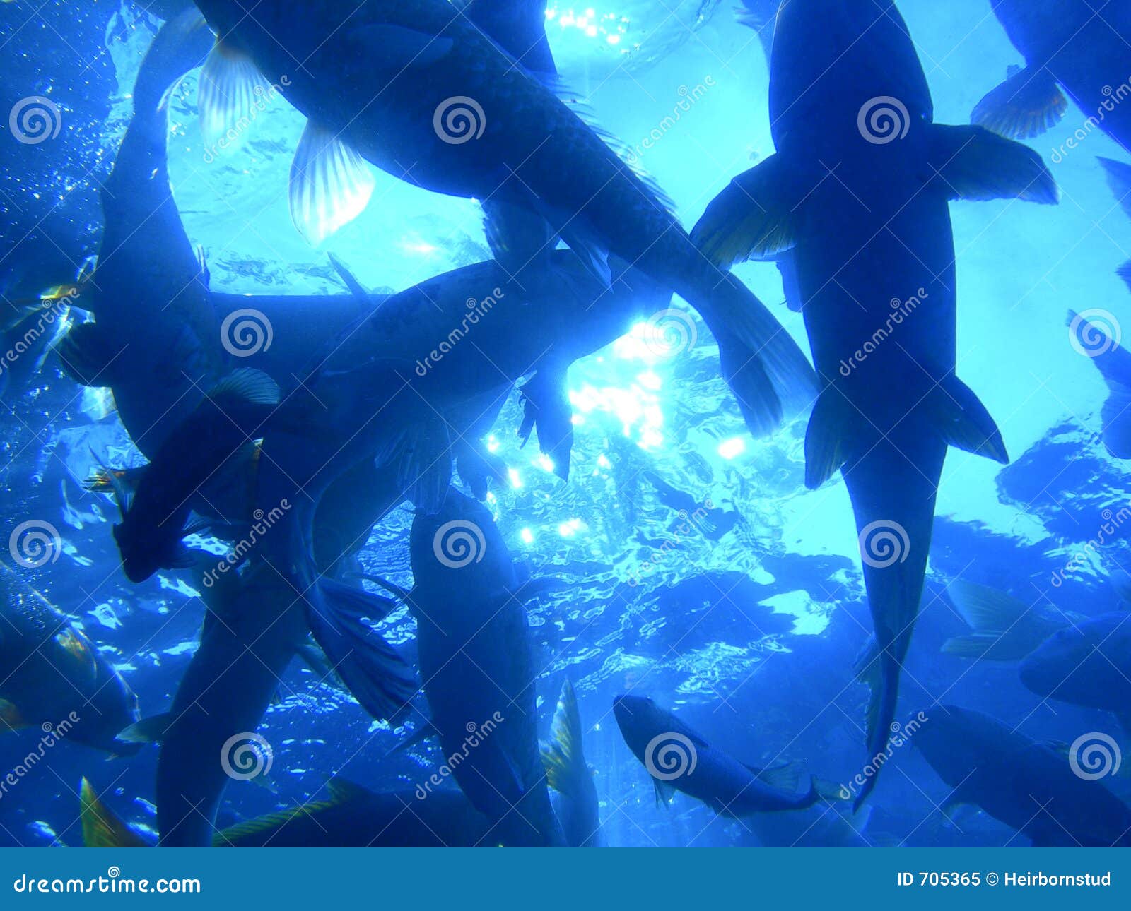 Feeding Frenzy stock image. Image of ocean, bass, karst - 705365