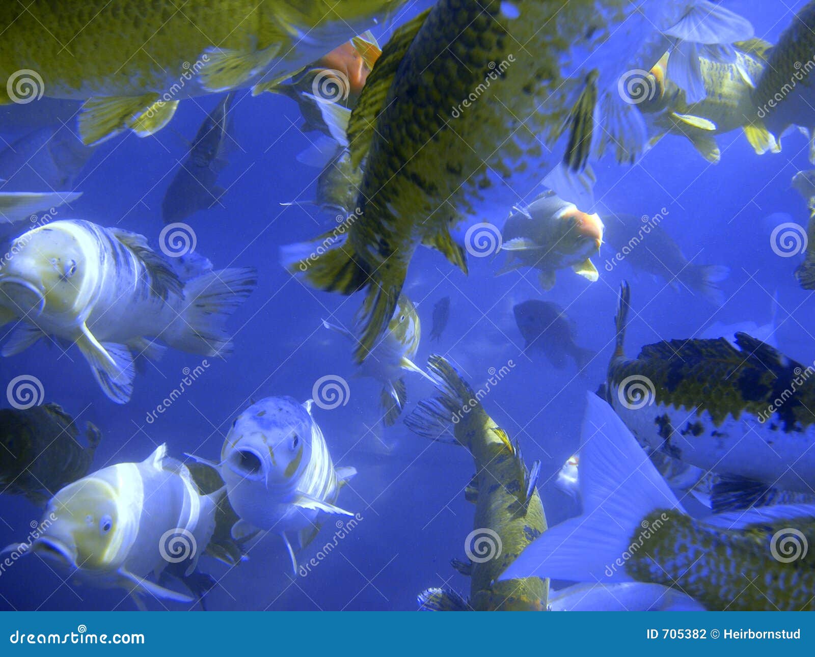 Feeding Frenzy stock photo. Image of holmes, freshwater - 705382