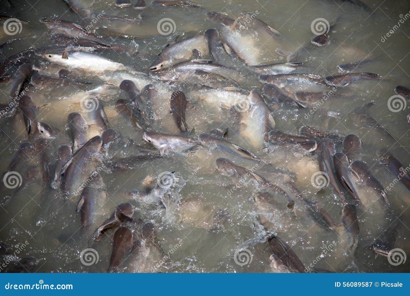 Feeding Frenzy of Fish stock image. Image of animals - 56089587