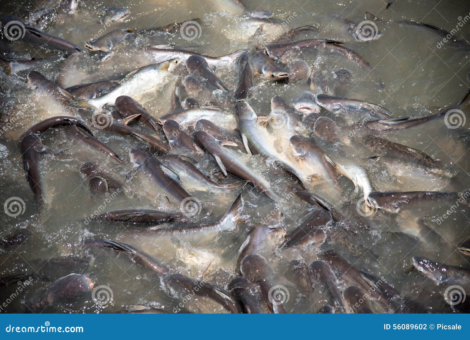 Feeding Frenzy of Fish stock photo. Image of despair - 56089602