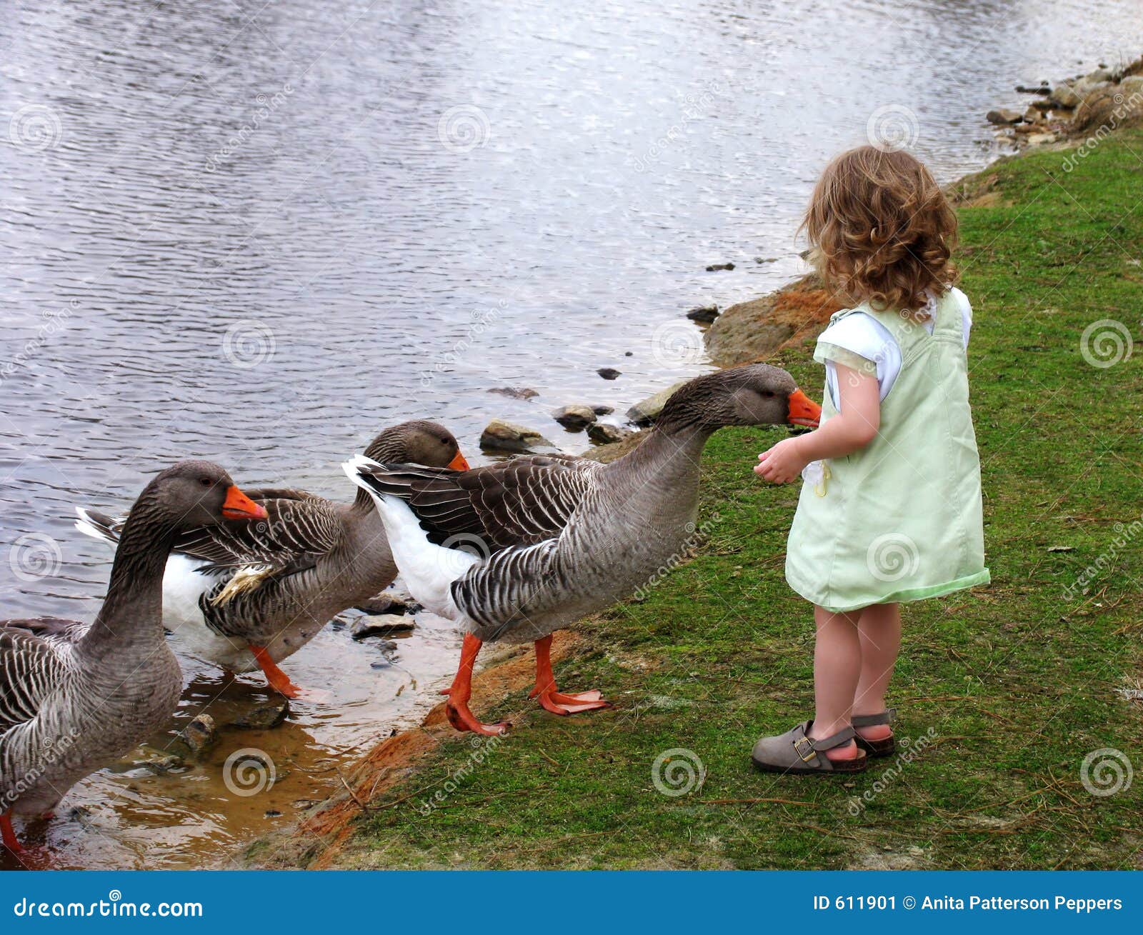Feeding the Geese stock image. Image of bread, geese, outdoors - 611901