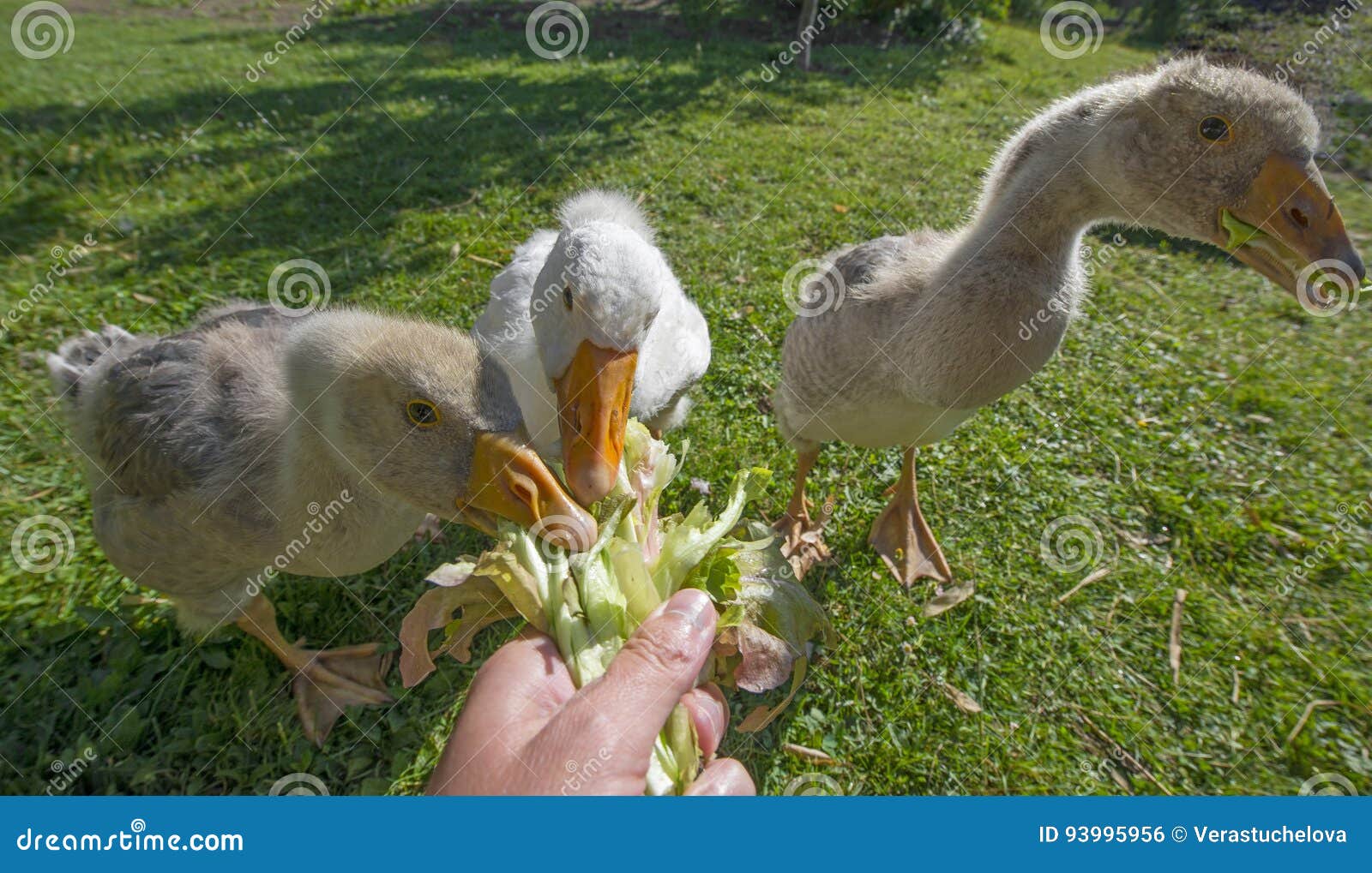 Feeding geese stock photo. Image of yellow, garden, domesticus - 93995956