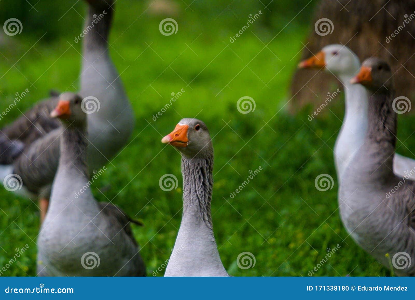 Feeding geese stock photo. Image of farm, goose, feathers - 171338180