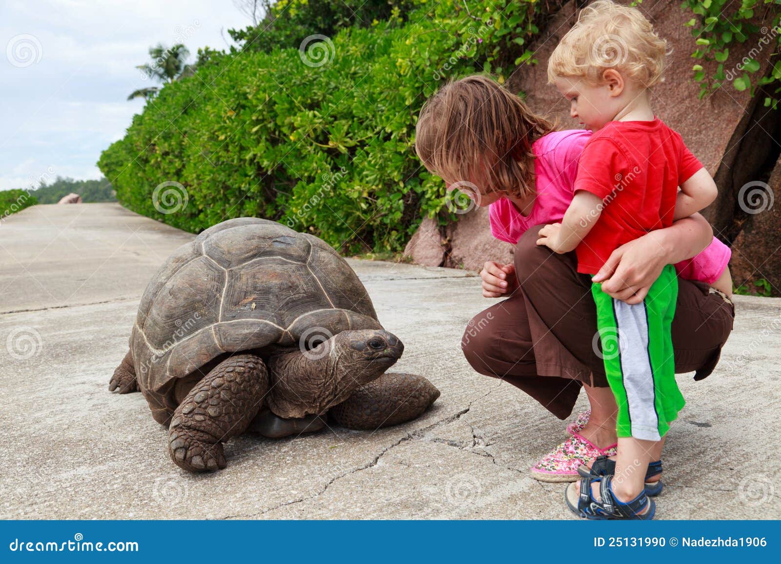 Feeding giant turtle stock photo. Image of happiness - 25131990 Feeding giant turtle stock photo. Image of happiness - 25131990