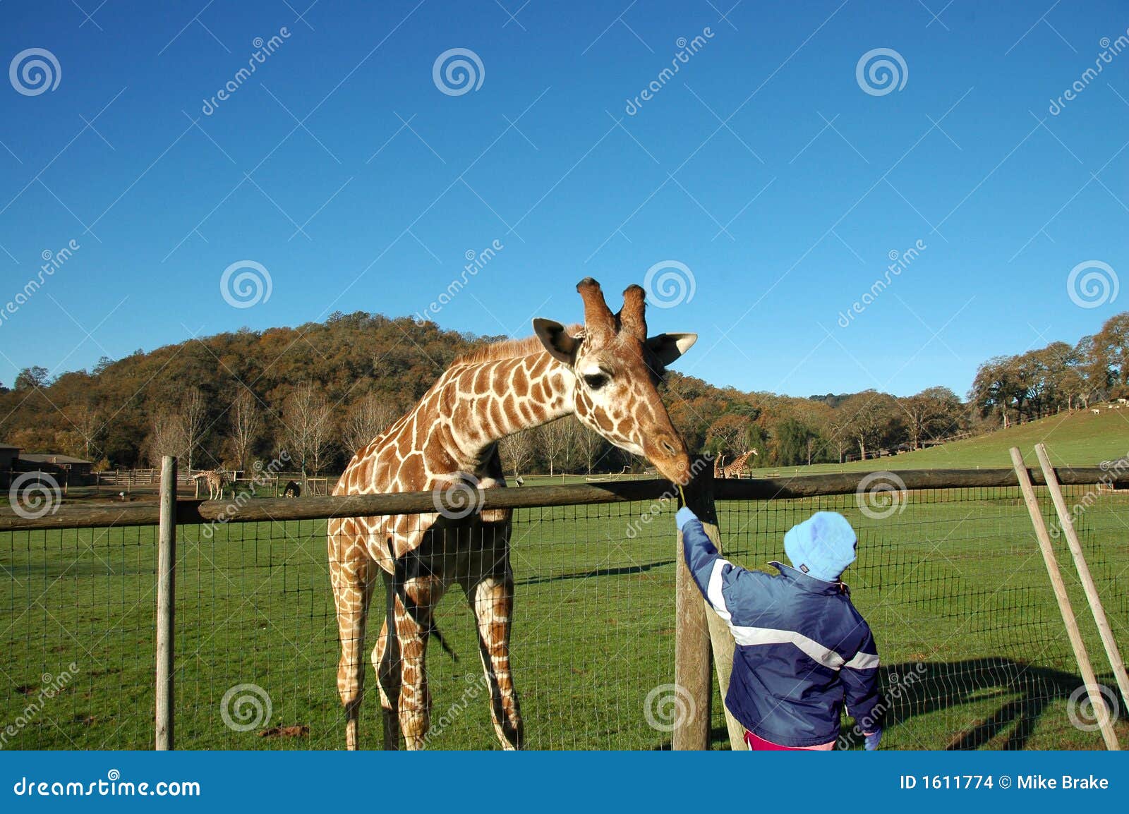 Feeding the Giraffe stock photo. Image of female, spots - 1611774